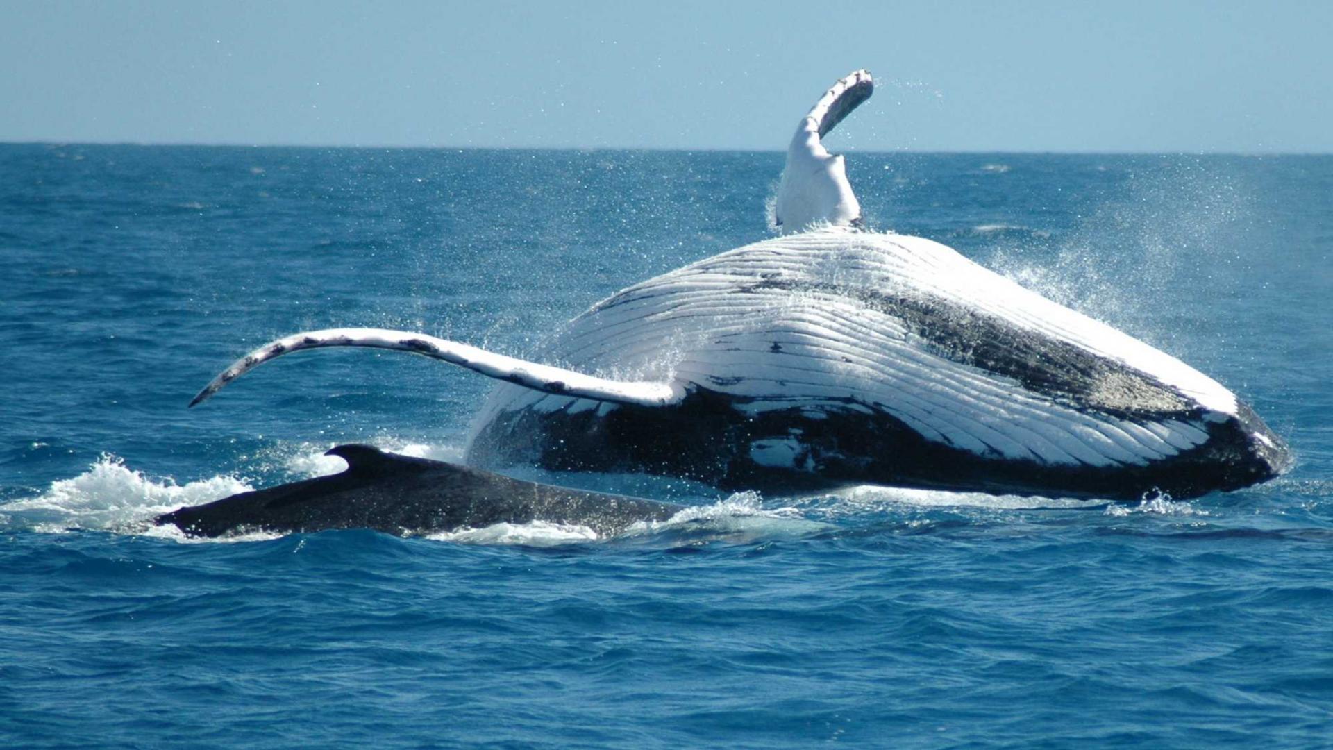 Whale watching in South Africa - Connoisseur's